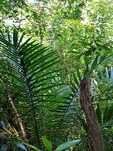 MEDITATION AO-NANG KRABI THAILANDE